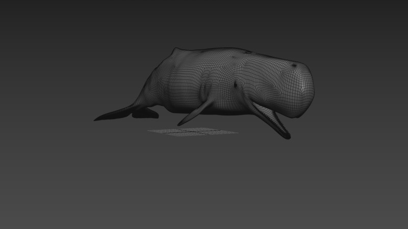 Photoreal Sperm Whale 8K - 3d animated 3D Model in Whale 3DExport