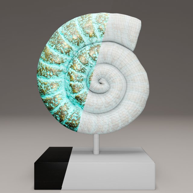ammonite shell 3D Model in Sculpture 3DExport