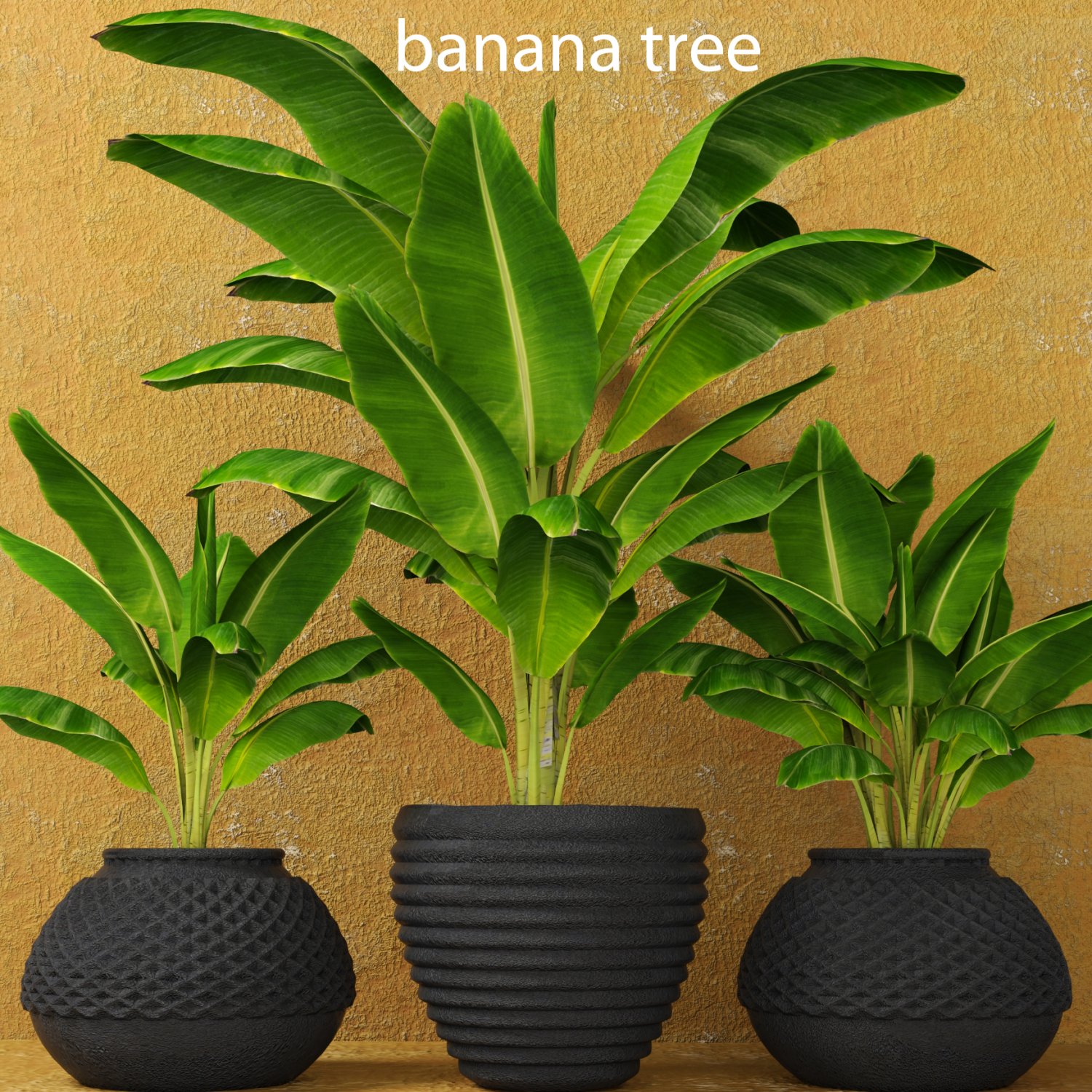 banana tree 3D Models in Small Plants 3DExport