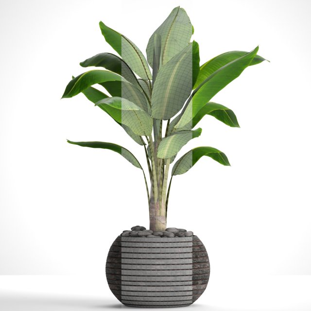 banana tree 3D Model in Bush 3DExport