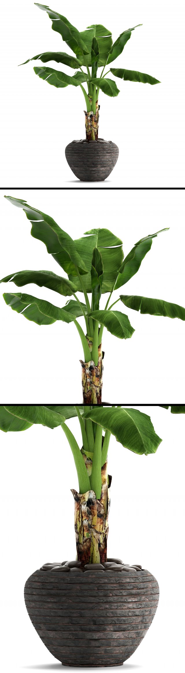 banana tree 3D Model in Tree 3DExport
