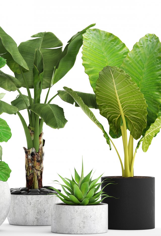 collection plants 3D Model in Tree 3DExport