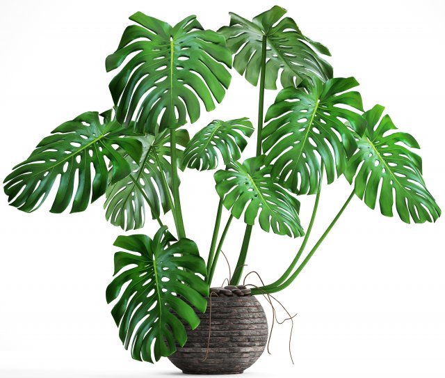 monstera 3D Model in Bush 3DExport
