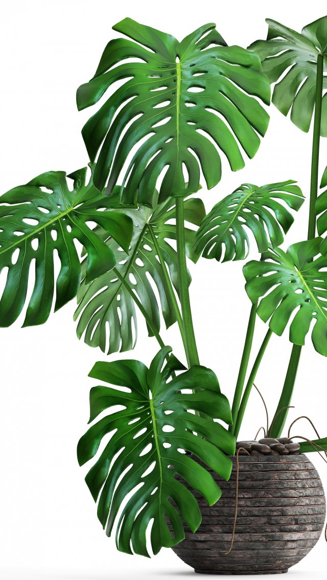 monstera 3D Model in Bush 3DExport