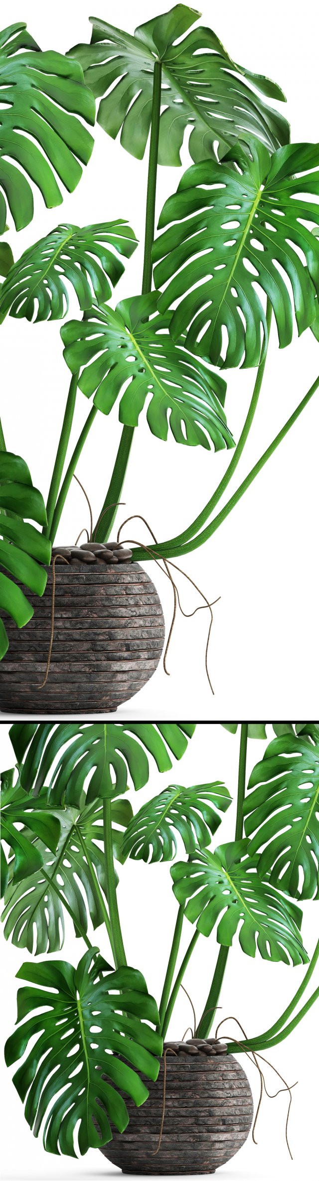 monstera 3D Model in Bush 3DExport