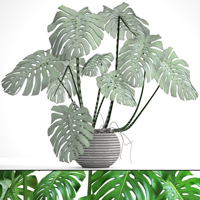 monstera 3D Model in Bush 3DExport