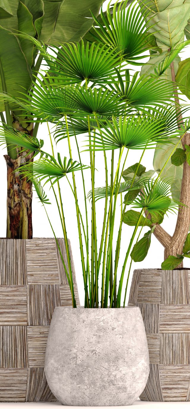 collection plants 3D Model in Tree 3DExport