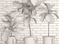 Ficus Lyrata Trees collection 3D Model in Tree 3DExport