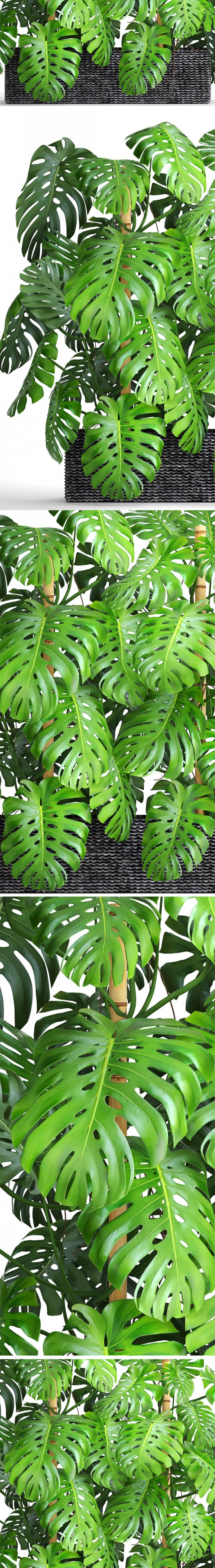 Collection plants Monstera 3D Model in Bush 3DExport
