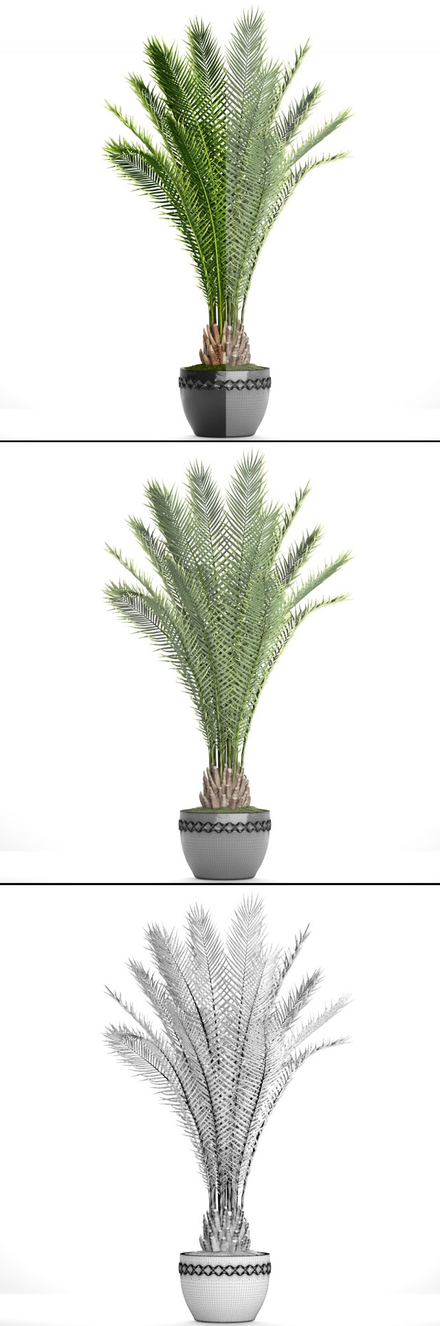 date palm 3D Model in Bush 3DExport