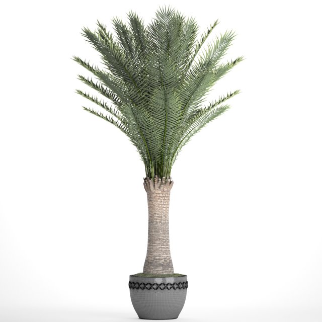 date palm 3D Model in Tree 3DExport