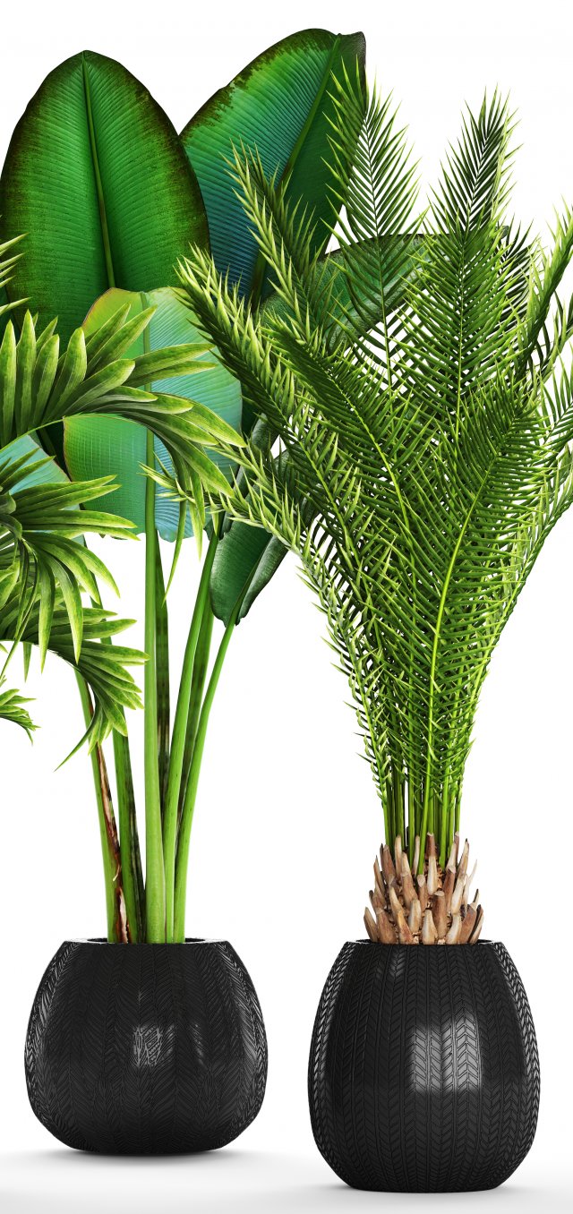 collection of tropical plants 3D Model in Bush 3DExport