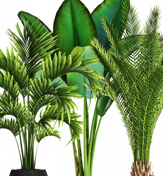 collection of tropical plants 3D Model in Bush 3DExport