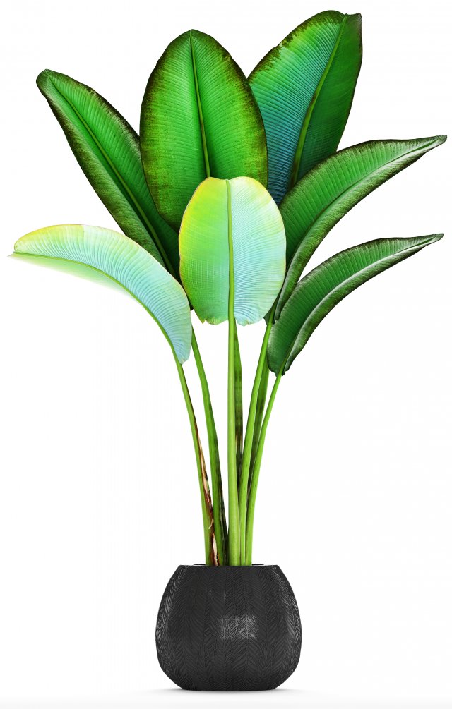 collection of tropical plants 3D Model in Bush 3DExport