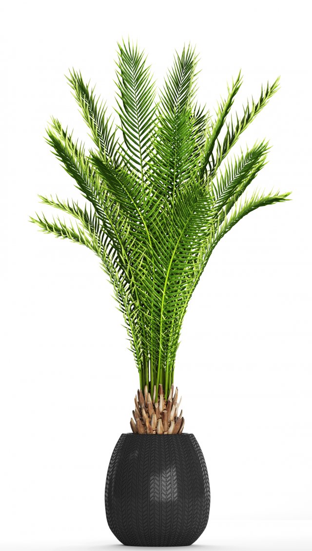 collection of tropical plants 3D Model in Bush 3DExport