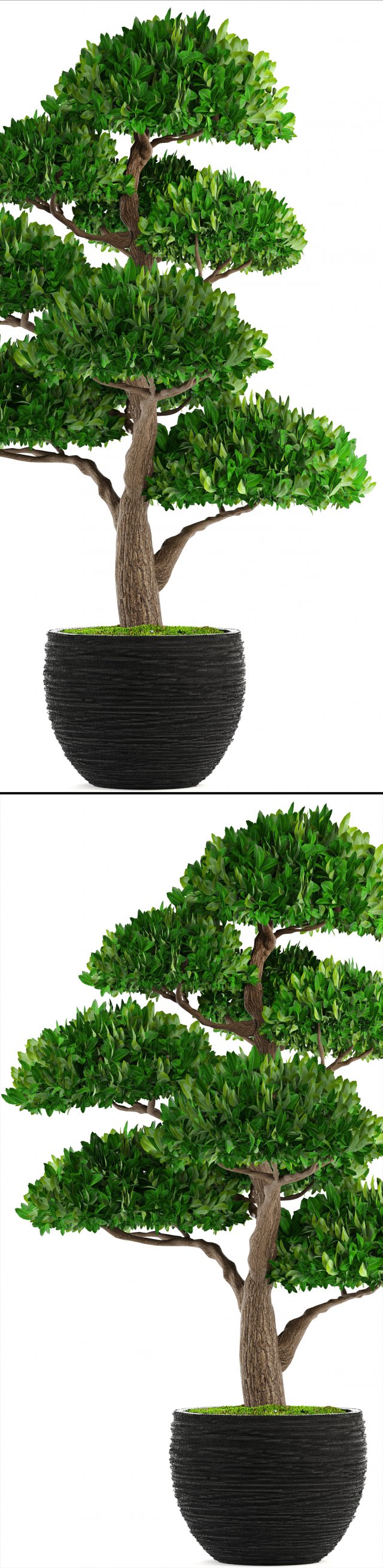 bonsai tree 3D Model in Tree 3DExport