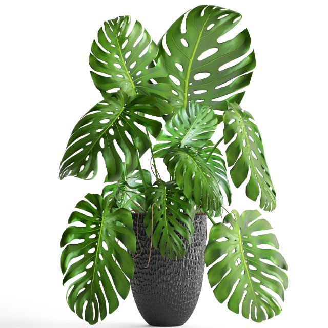 monstera 3D Model in Bush 3DExport