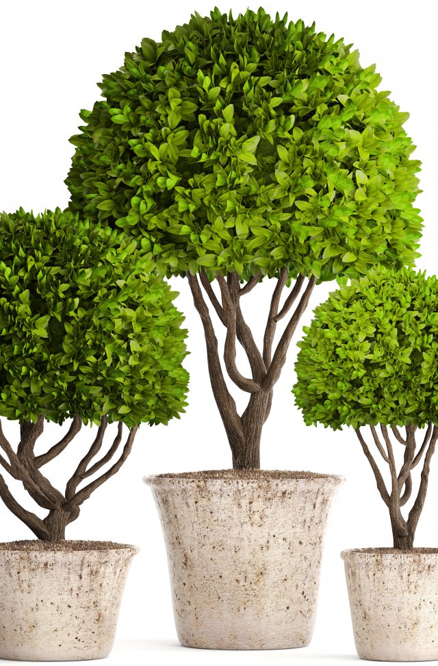topiary trees 3D Model in Tree 3DExport