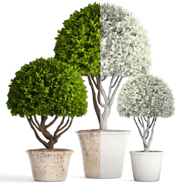 topiary trees 3D Model in Tree 3DExport
