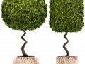 topiary trees 3D Models in Tree 3DExport