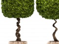 topiary trees 3D Model in Tree 3DExport