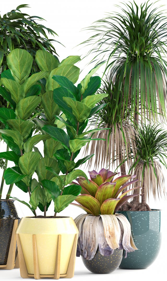 collection of tropical plants 3D Model in Bush 3DExport