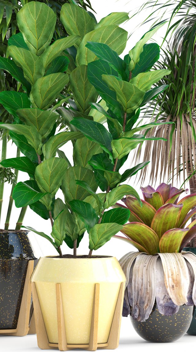 collection of tropical plants 3D Model in Bush 3DExport