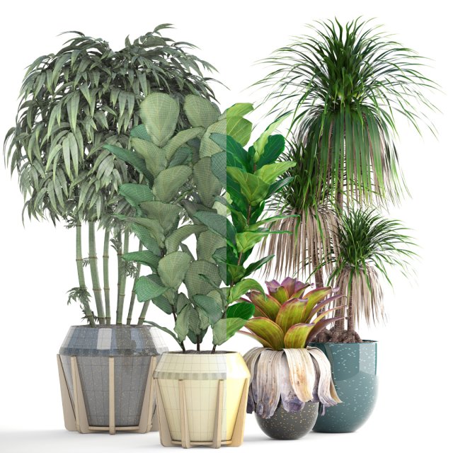 collection of tropical plants 3D Model in Bush 3DExport