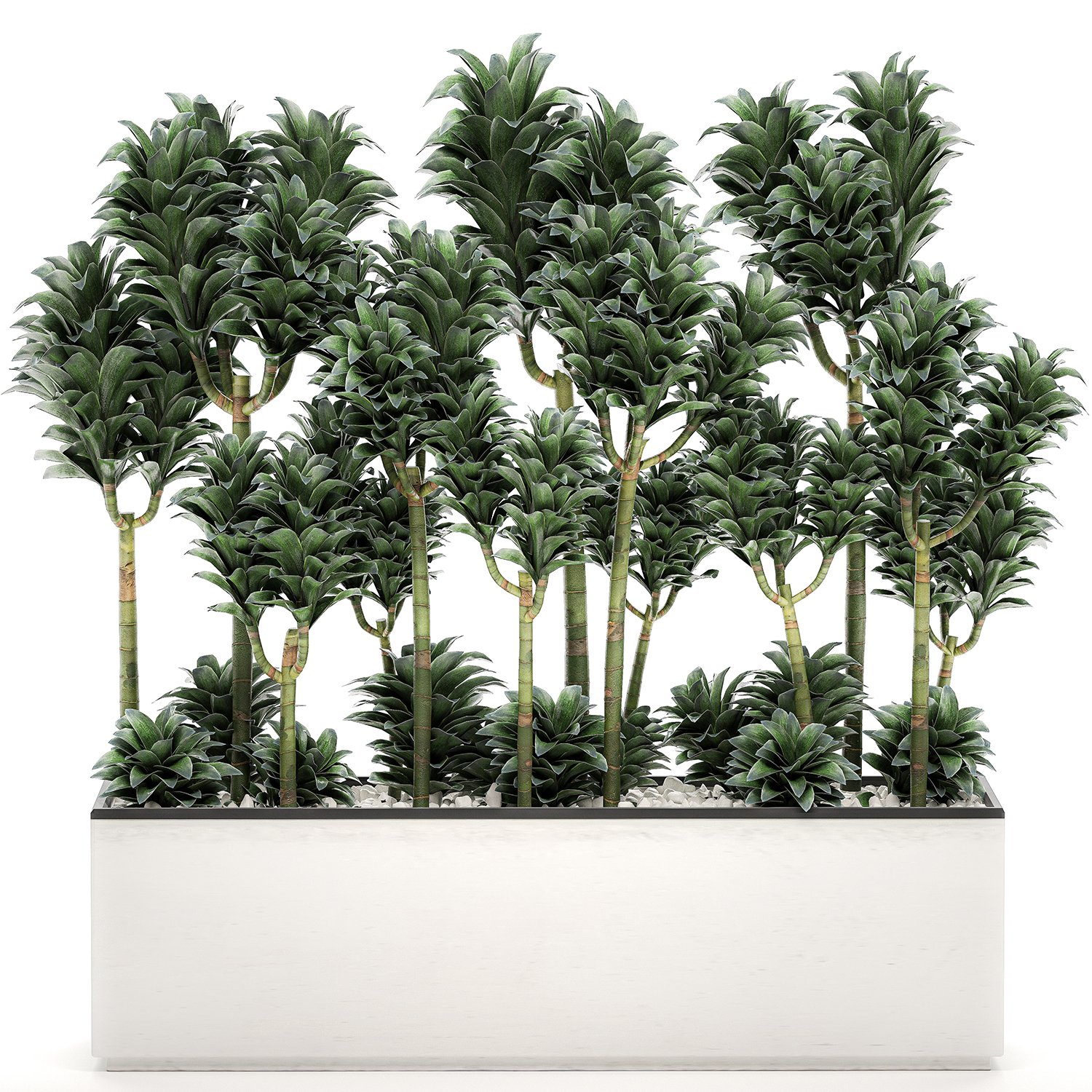 dracena compacta in a flowerpot for interior design 537 3D Models in ...