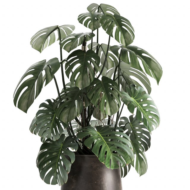 monstera in a rust pot for the interior 1001 3D Model in Small Plants ...