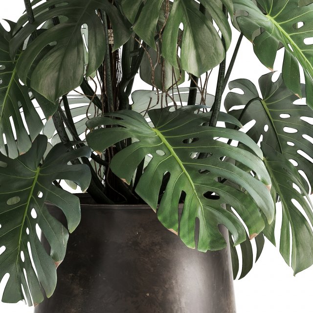monstera in a rust pot for the interior 1001 3D Model in Small Plants ...