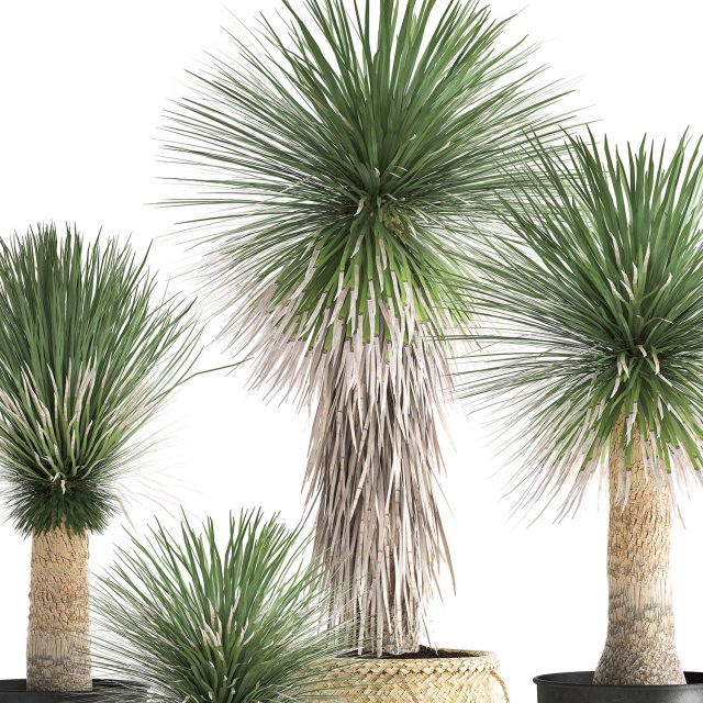 yucca rostrata in a flowerpot for the interior 1015 3D Model in Small ...
