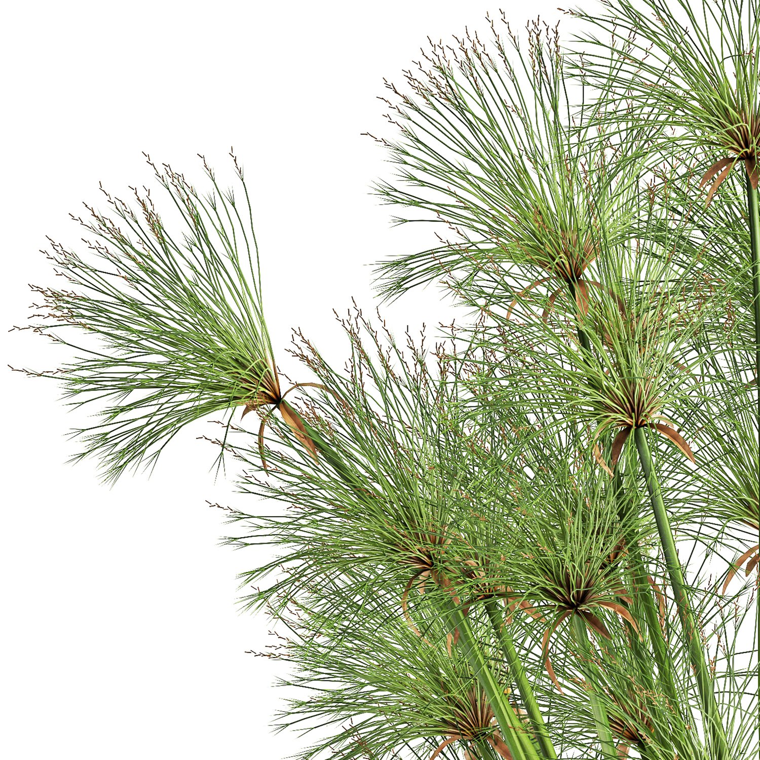 cyperus papyrus in a rust pot for the interior 1048 3D Model in Small ...