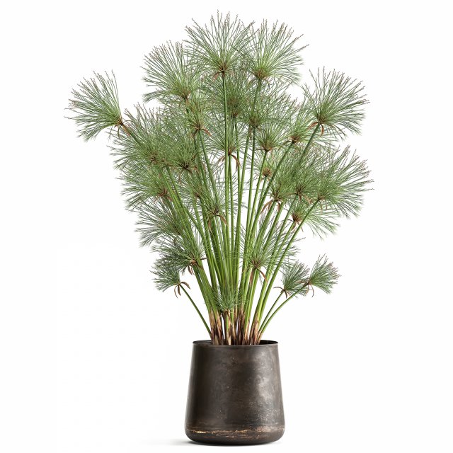 cyperus papyrus in a rust pot for the interior 1048 3D Model in Small ...