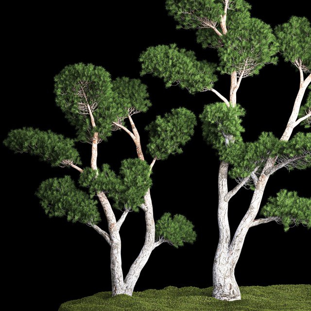 Decorative Trees Pine Topiary Niwaki 1176 3D Model in Tree 3DExport