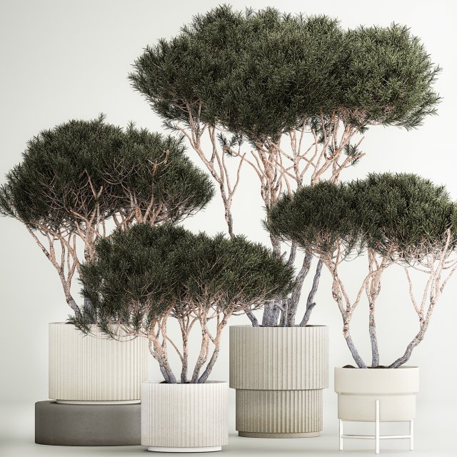 Set Trees in flowerpots topiary pine for decor 1215 3D Model in Small ...