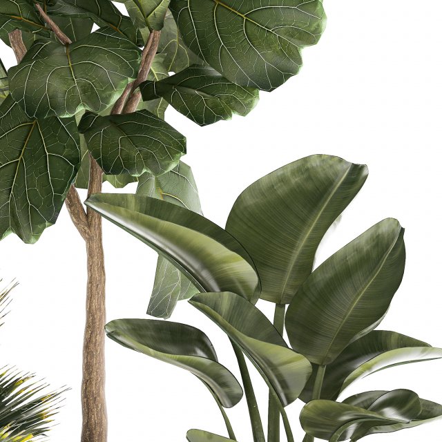 Beautiful plant Strelitzia Ficus palm trees in pots 1299 3D Model in ...