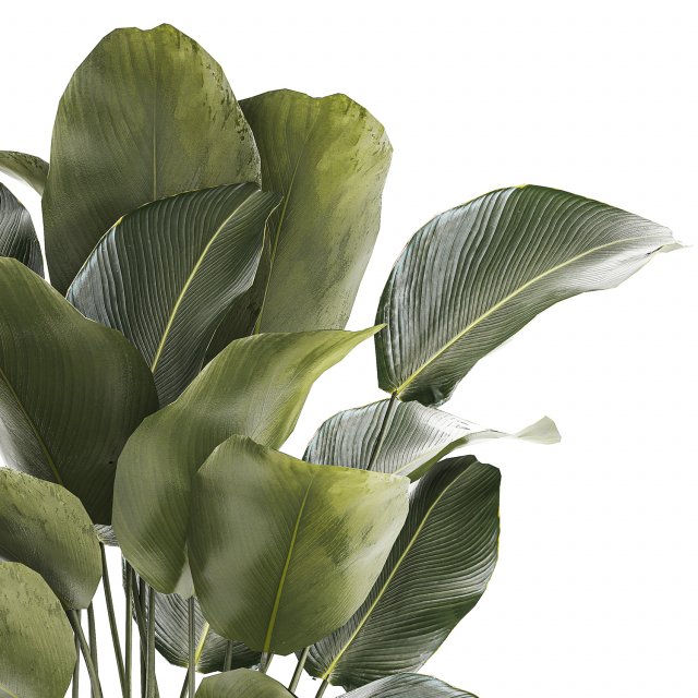 Beautiful plant Calathea lutea palm tree in a pot 1300 3D Model in ...