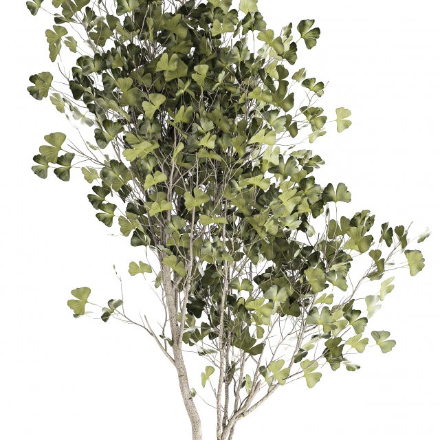 Beautiful Ginkgo biloba tree in pots for the interior 1333 3D Model in ...