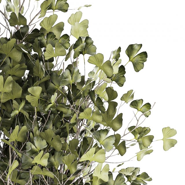 Beautiful Ginkgo biloba tree in pots for the interior 1333 3D Model in ...