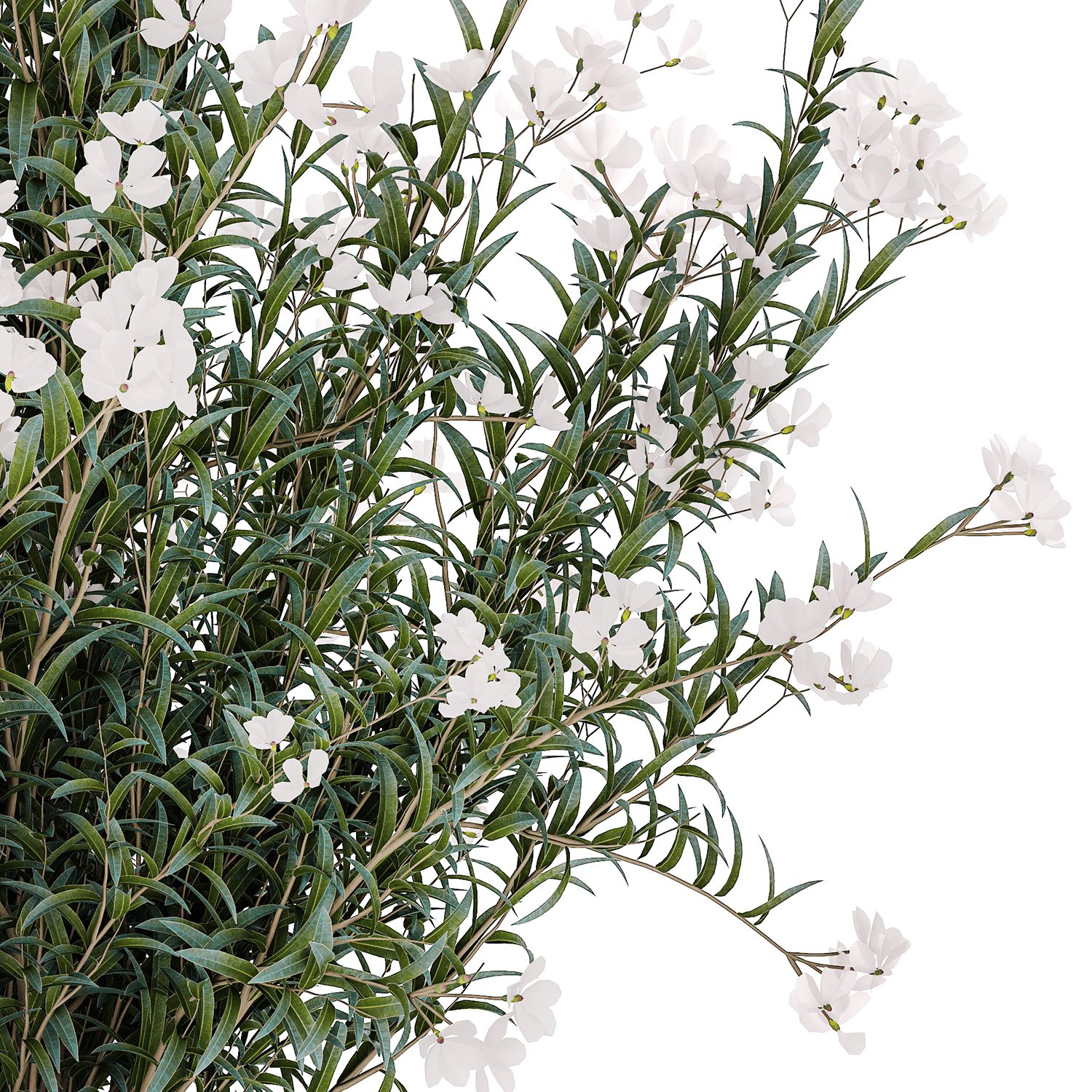 White Oleander Plant