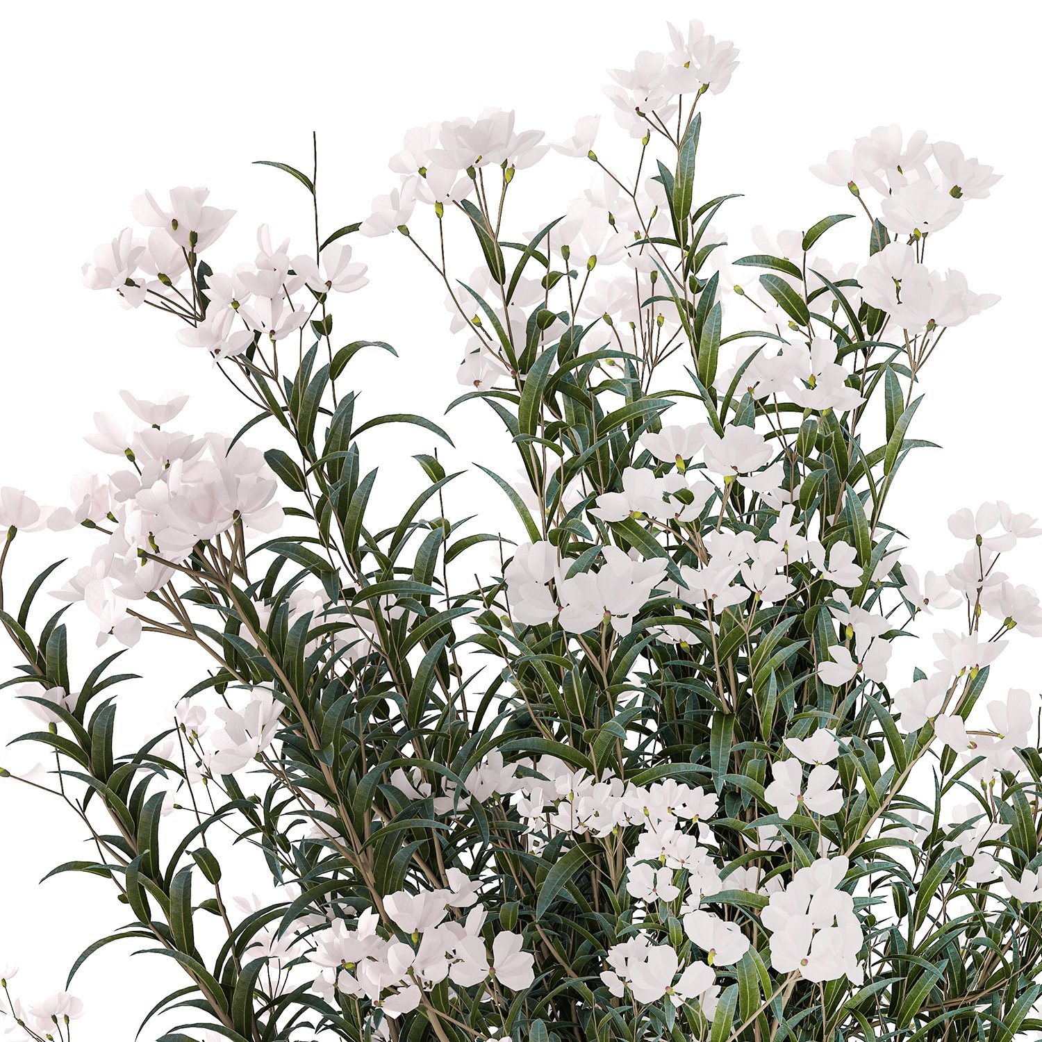 White Oleander Plant