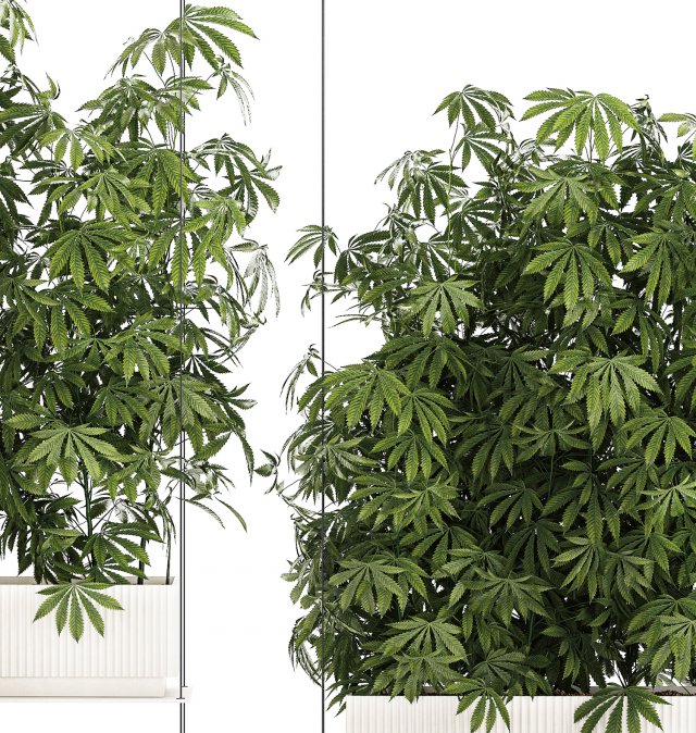 Garden plantation Bushes Hemp Marijuana Cannabis 1428 3D Model in Bush ...