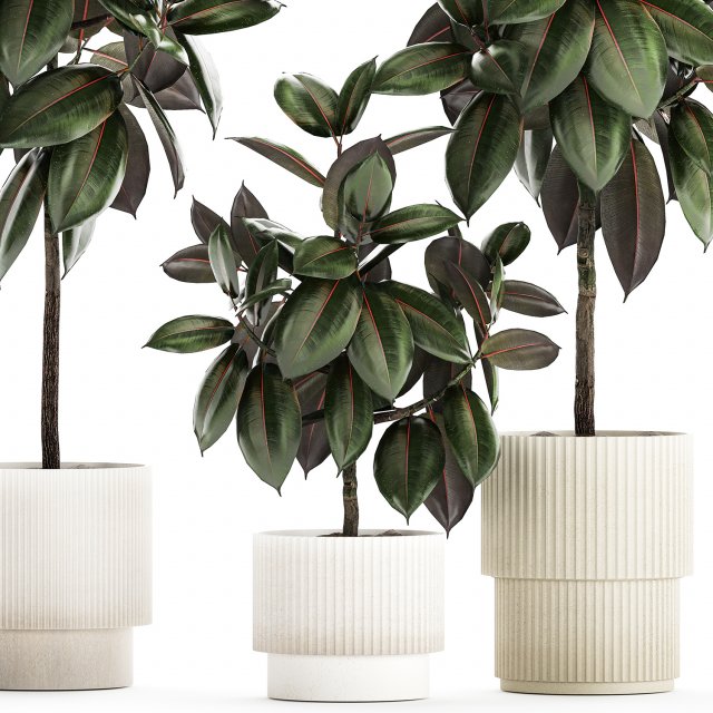 Small ornamental trees in pots with Ficus elastica 1432 3D Model in ...