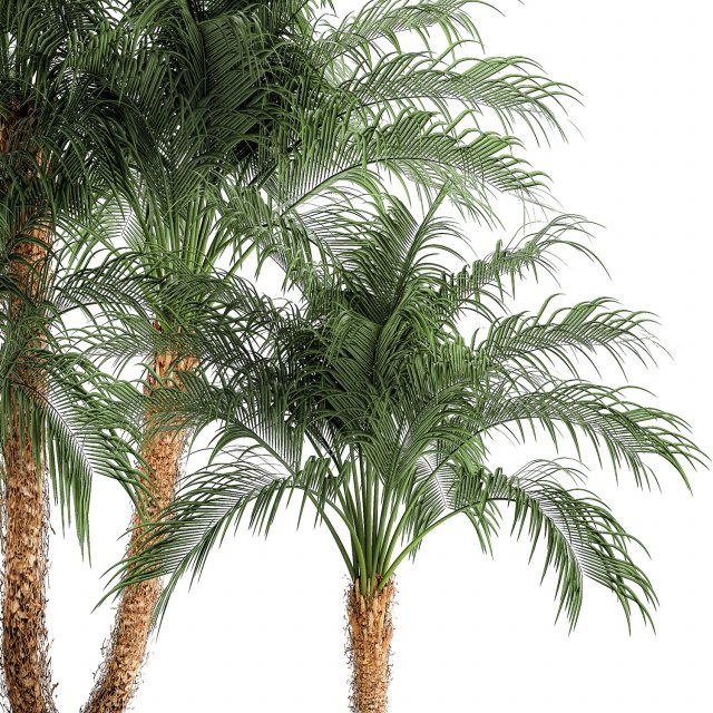Small palm tree in a white pot Date Robelena thickets 3D Model in Small ...