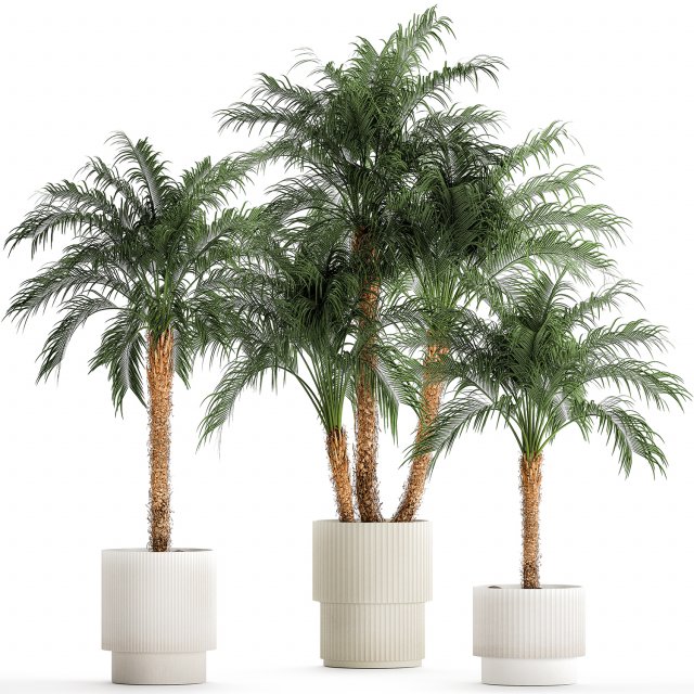 Small palm tree in a white pot Date Robelena thickets 3D Model in Small ...