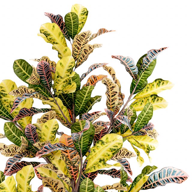 Small indoor tree white modern pot Croton tree 1446 3D Model in Small ...