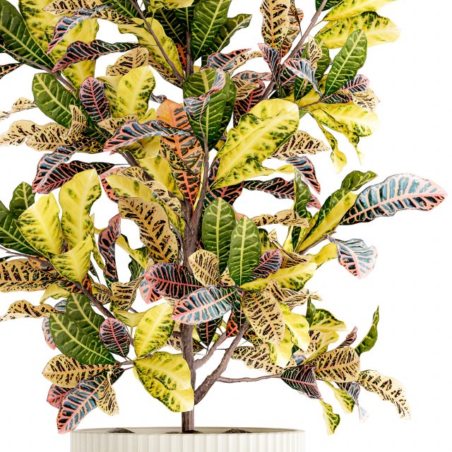 Small indoor tree white modern pot Croton tree 1446 3D Model in Small ...