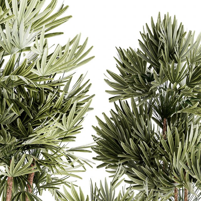 Set of small plants in modern Raphis Palm pots 1453 3D Model in Small ...