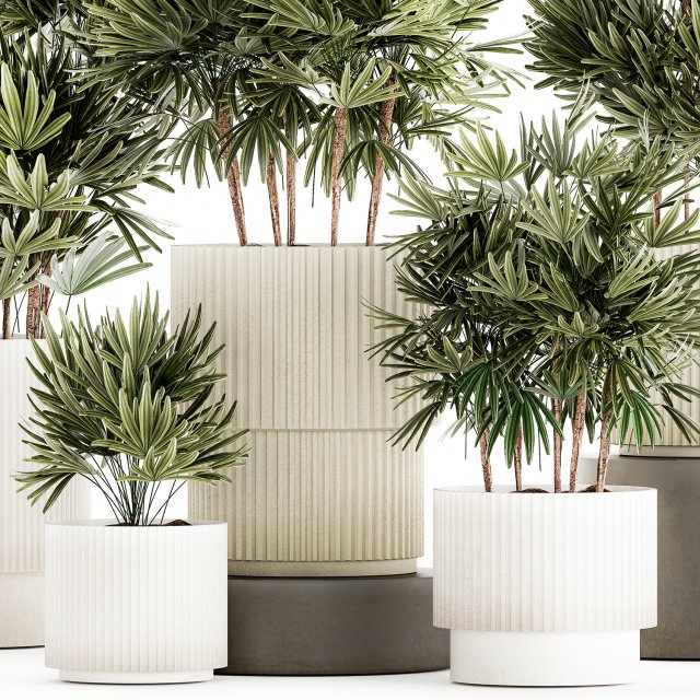Set of small plants in modern Raphis Palm pots 1453 3D Model in Small ...